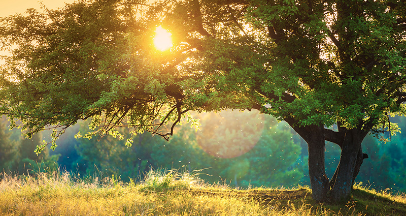 Bequests and Estate Planning > Appalachian Voices